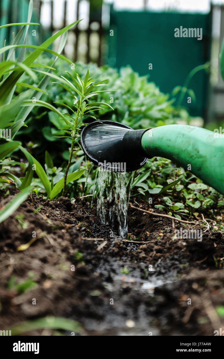 Water the soil from the watering can. Close-up, concept gardening, yard ...