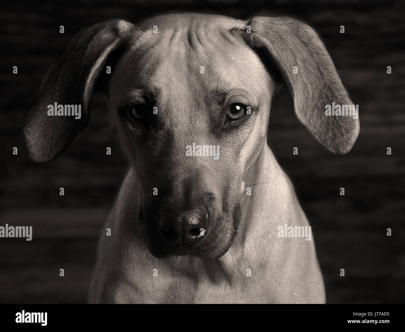 look glancing see view looking peeking looking at dog faithful hound ...