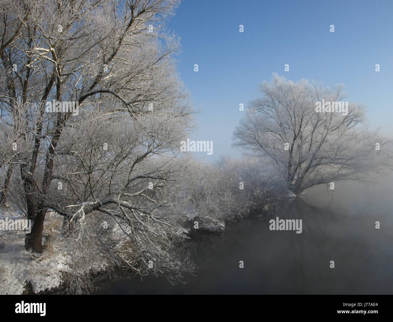 tree winter fog haze ripe snow bank hoarfrost river water shore tree ...