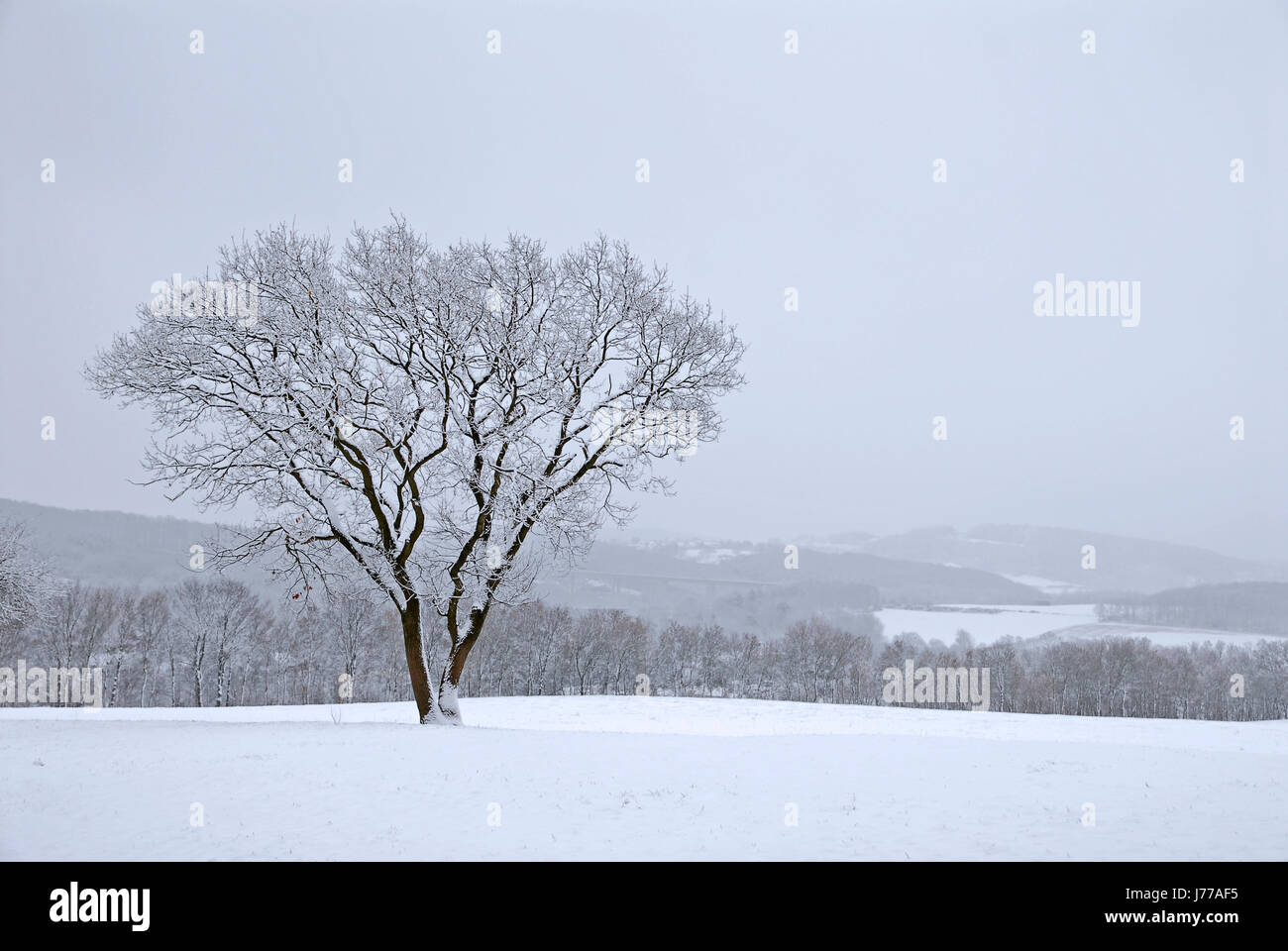 Winter gaunt tree hi-res stock photography and images - Alamy
