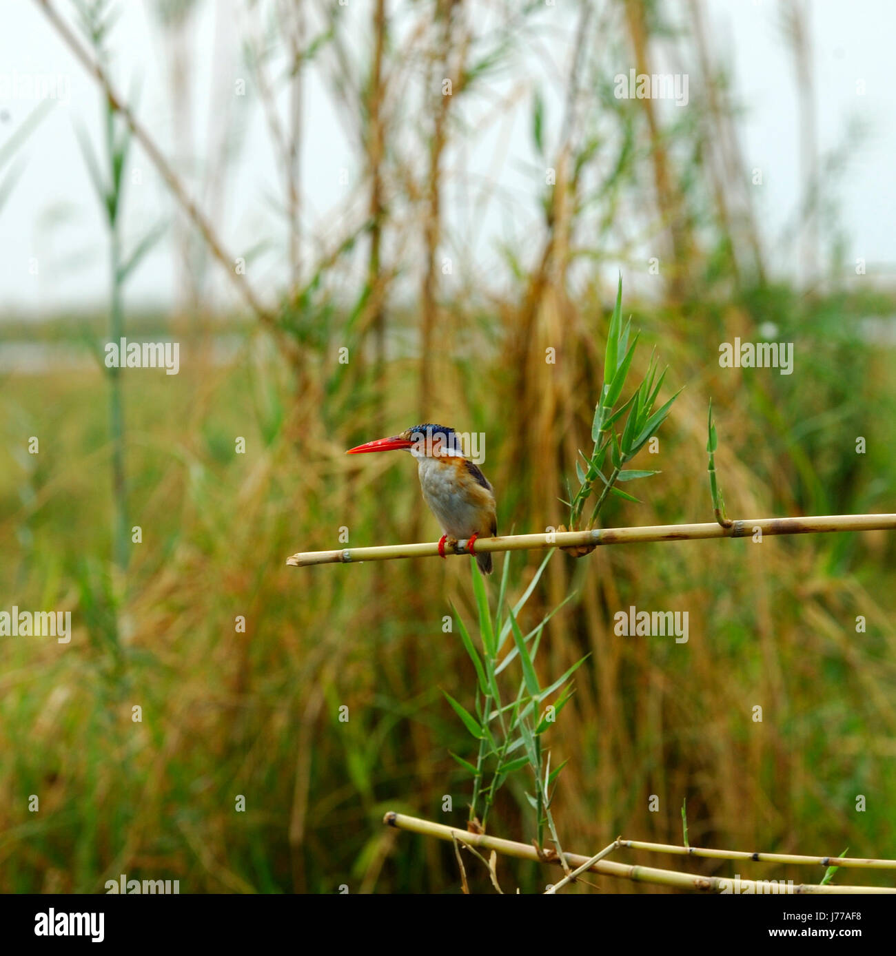 botswana animal bird animals coloured colourful gorgeous multifarious ...