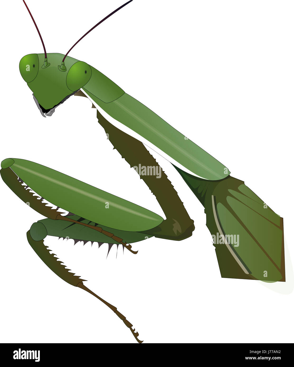 animal insect illustration predator bandit raider animal insect face ...