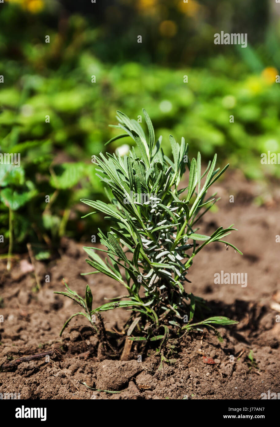 Lavender bush trimmed in hi-res stock photography and images - Alamy