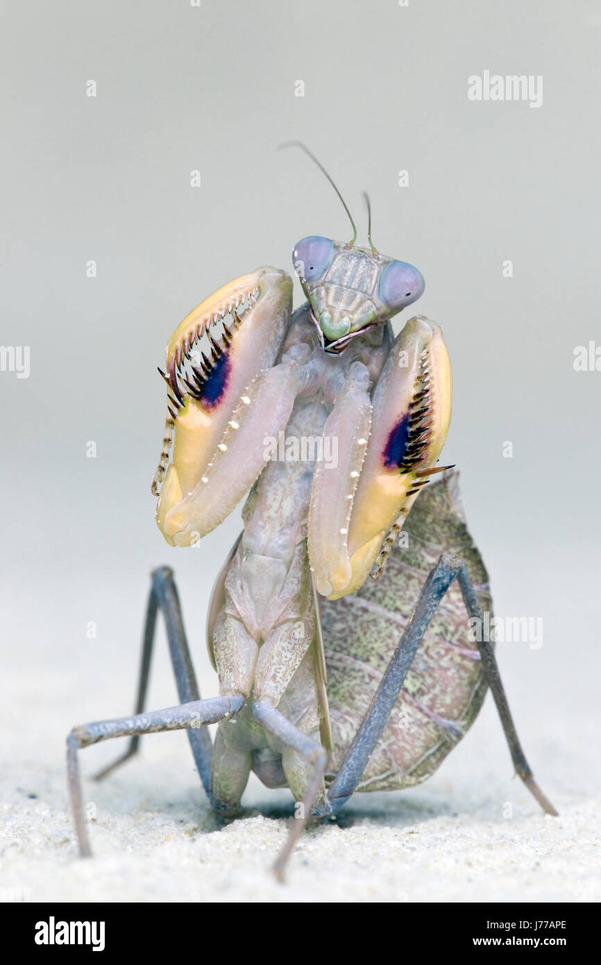 insect larva threaten insect larva threaten grey gray yellow ...