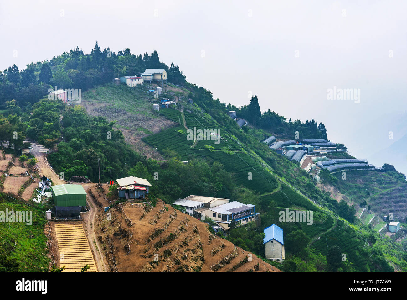 Tea farms hi-res stock photography and images - Alamy