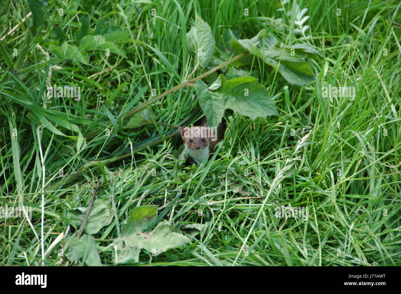 agriculture farming wild animal ermine weasel meadow nature willow ...