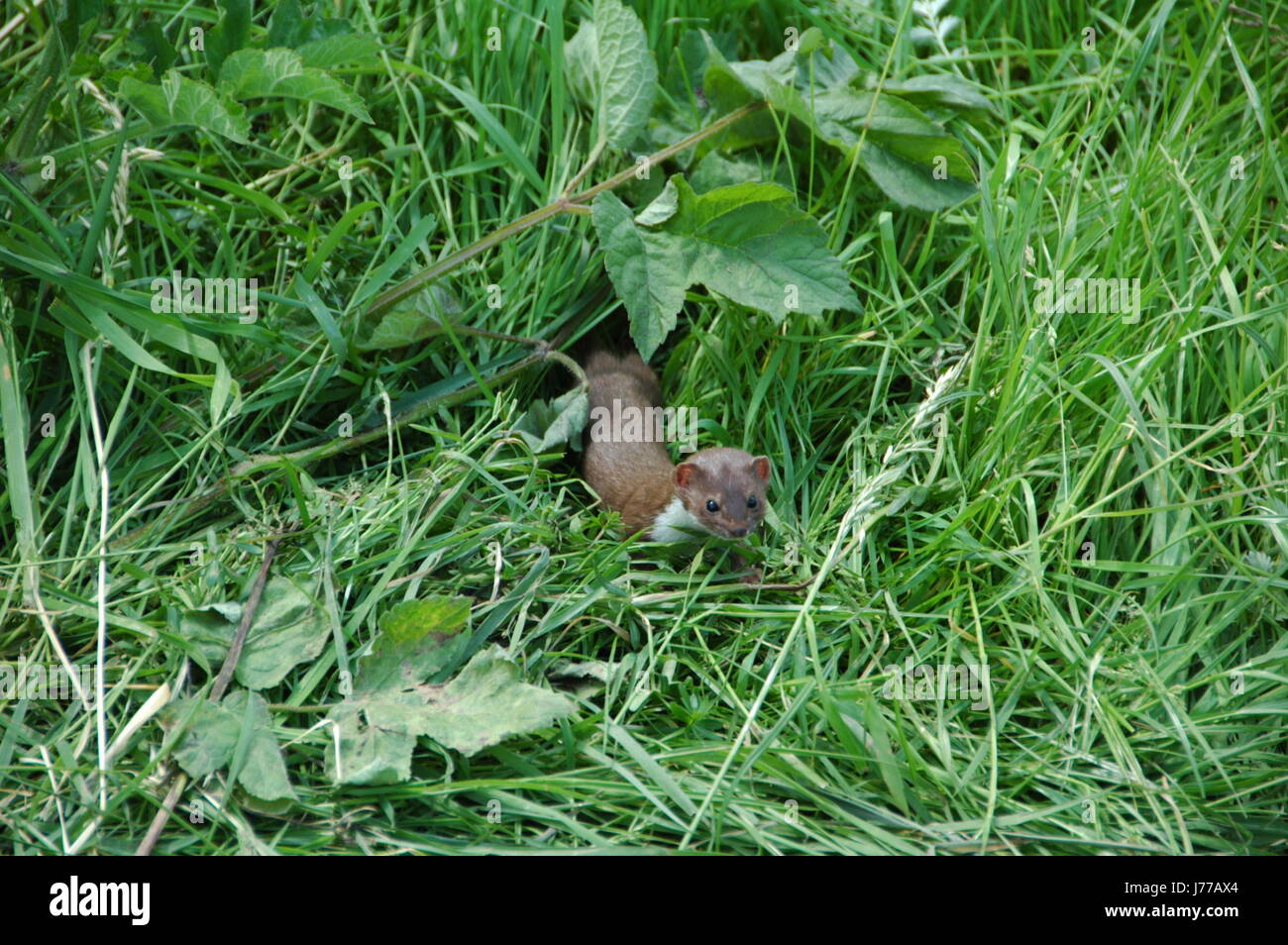 curious wiesel in the wild Stock Photo - Alamy
