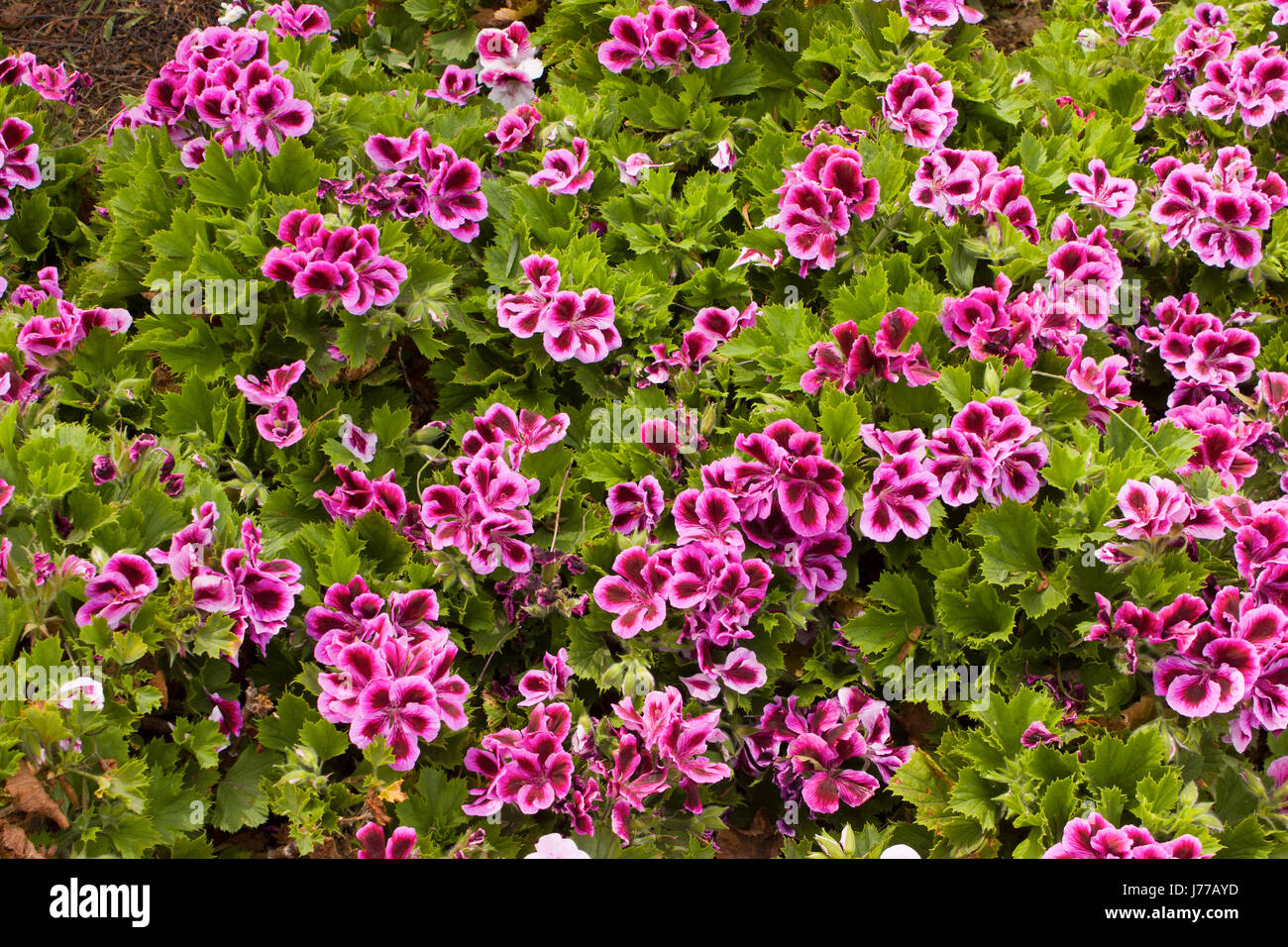 Purple fresh spring flowers on a green background,California Stock ...
