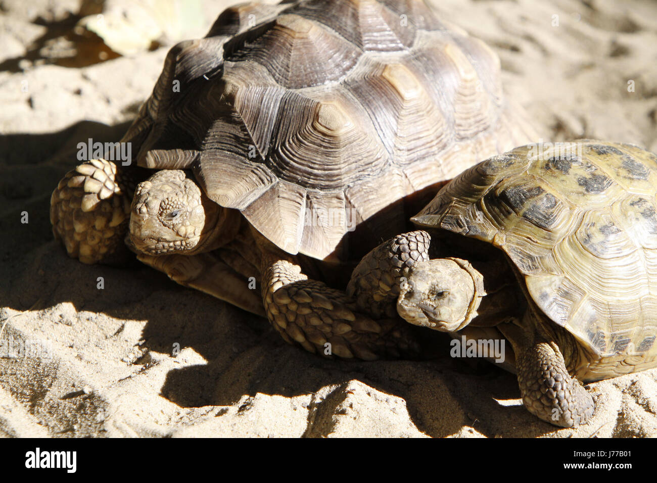 armored tortoise greek turtle reptile armored armour tortoise turtles ...