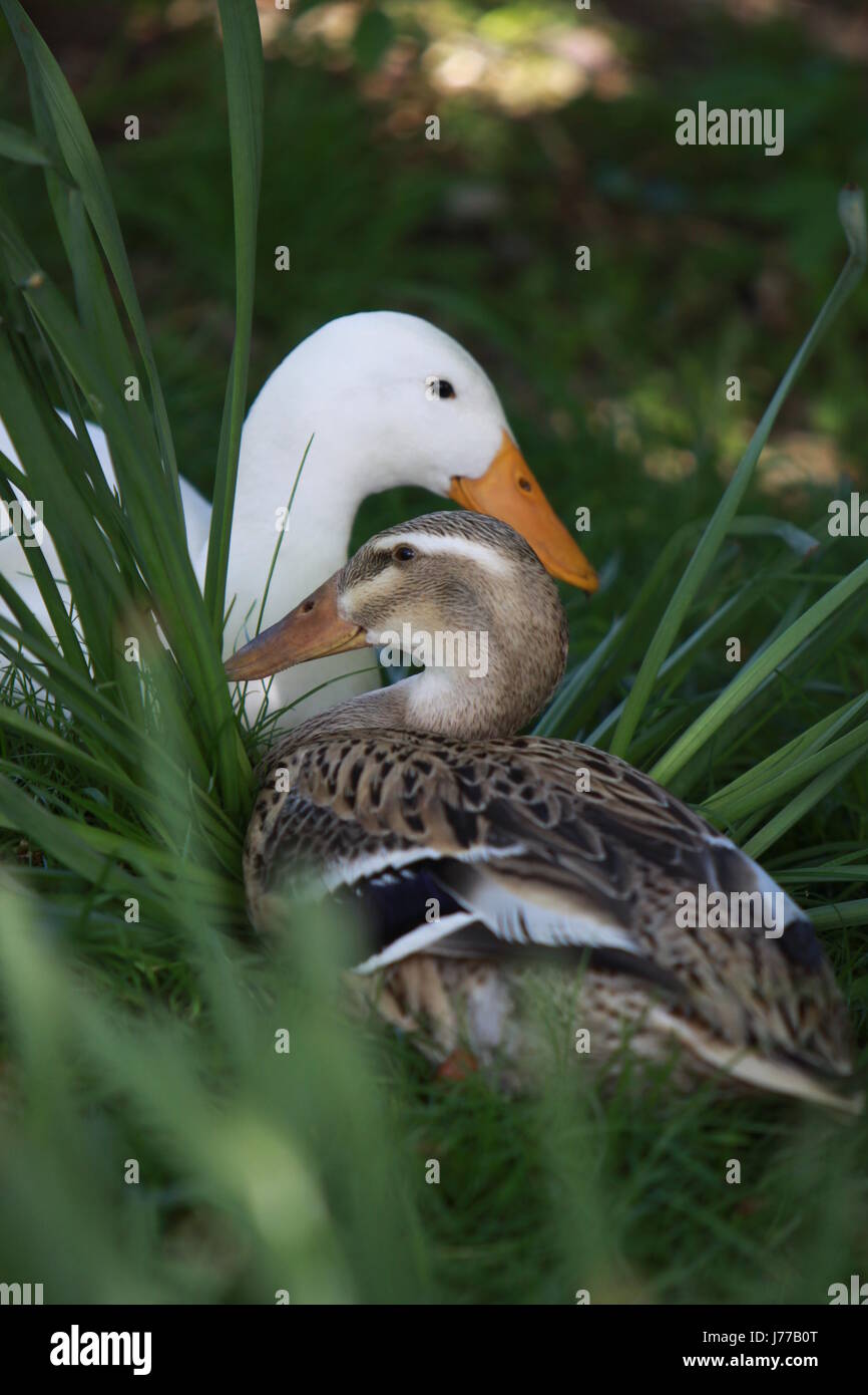 duck animal bird birds beak feathering ducks duck waterfowls poultry ...