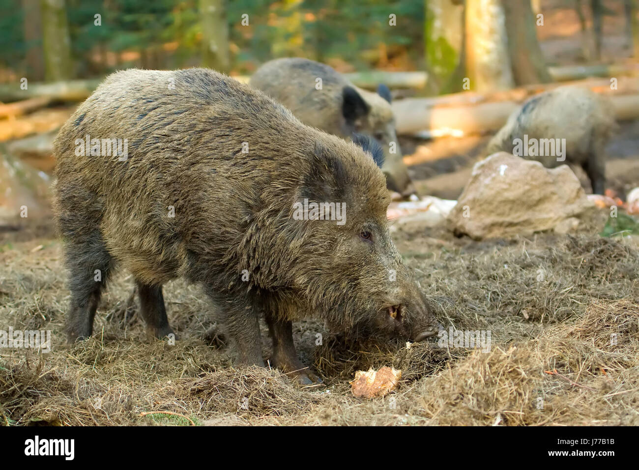 animal mammal wildlife boar swine pig nature life exist existence ...