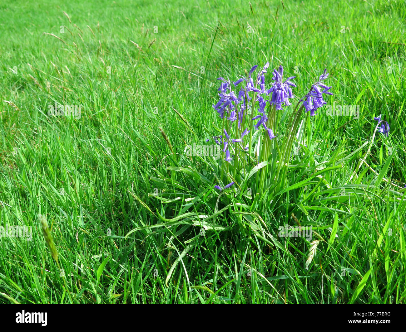 Small bluebell flower in grass Stock Photo - Alamy