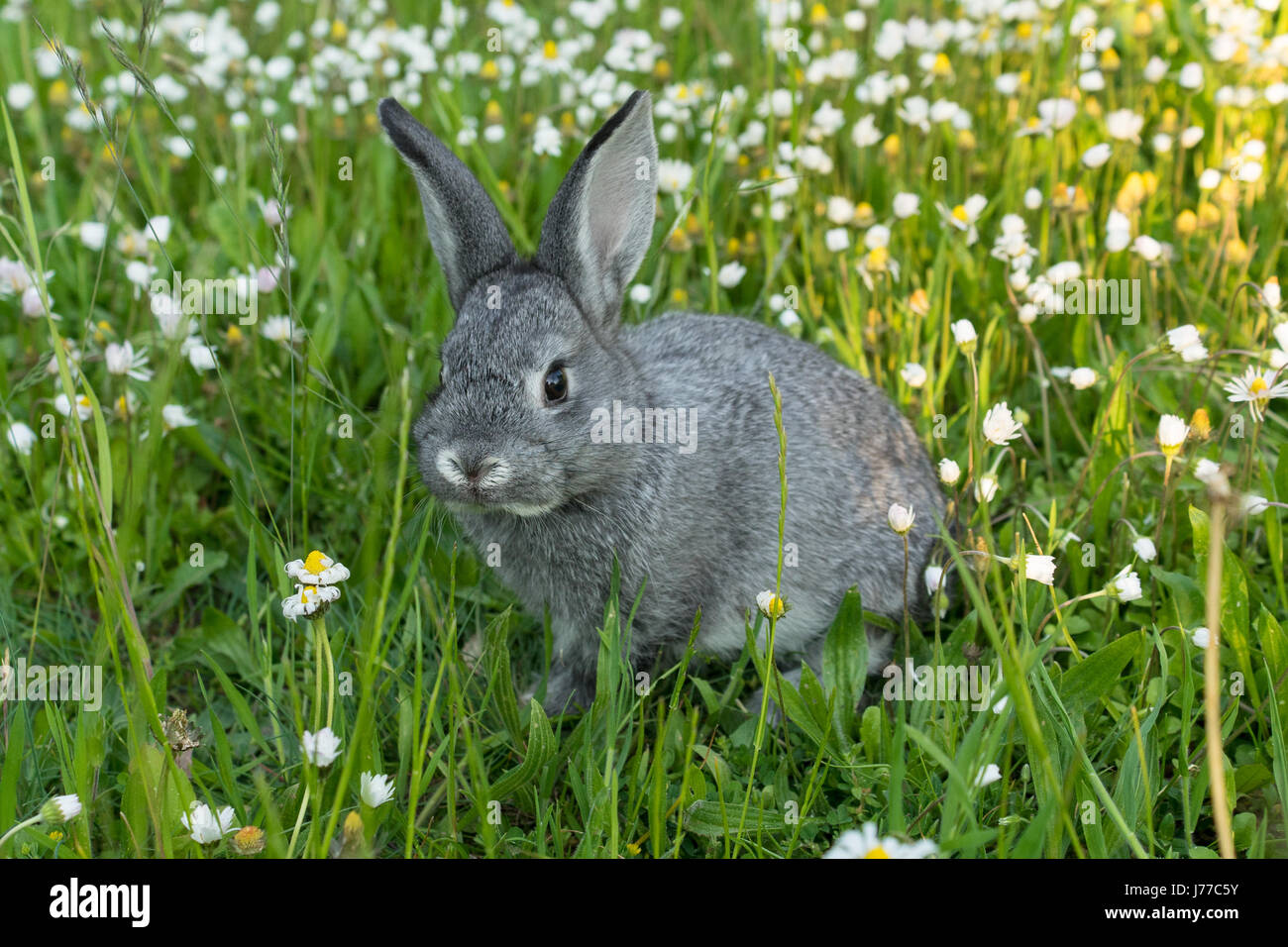 Gray rabbit on the meadow Stock Photo - Alamy