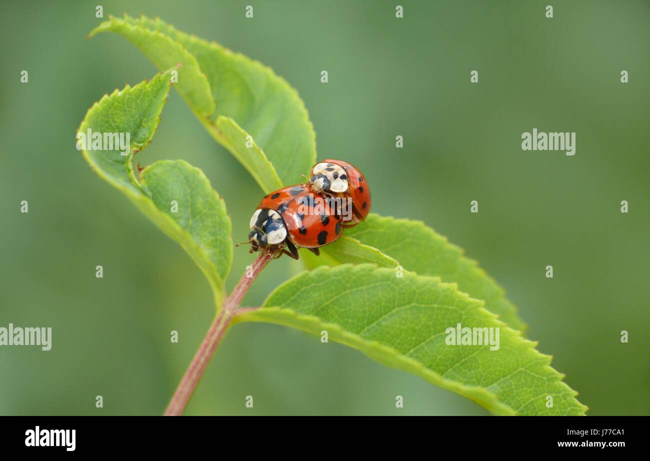 insects beetle varmint mating mate nature ladybug macro close-up macro ...