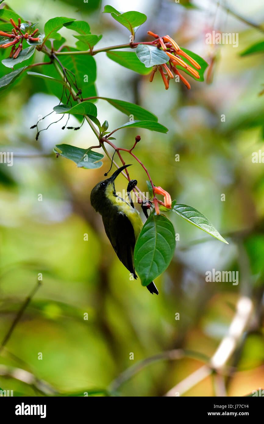 Sunbird flight hi-res stock photography and images - Alamy
