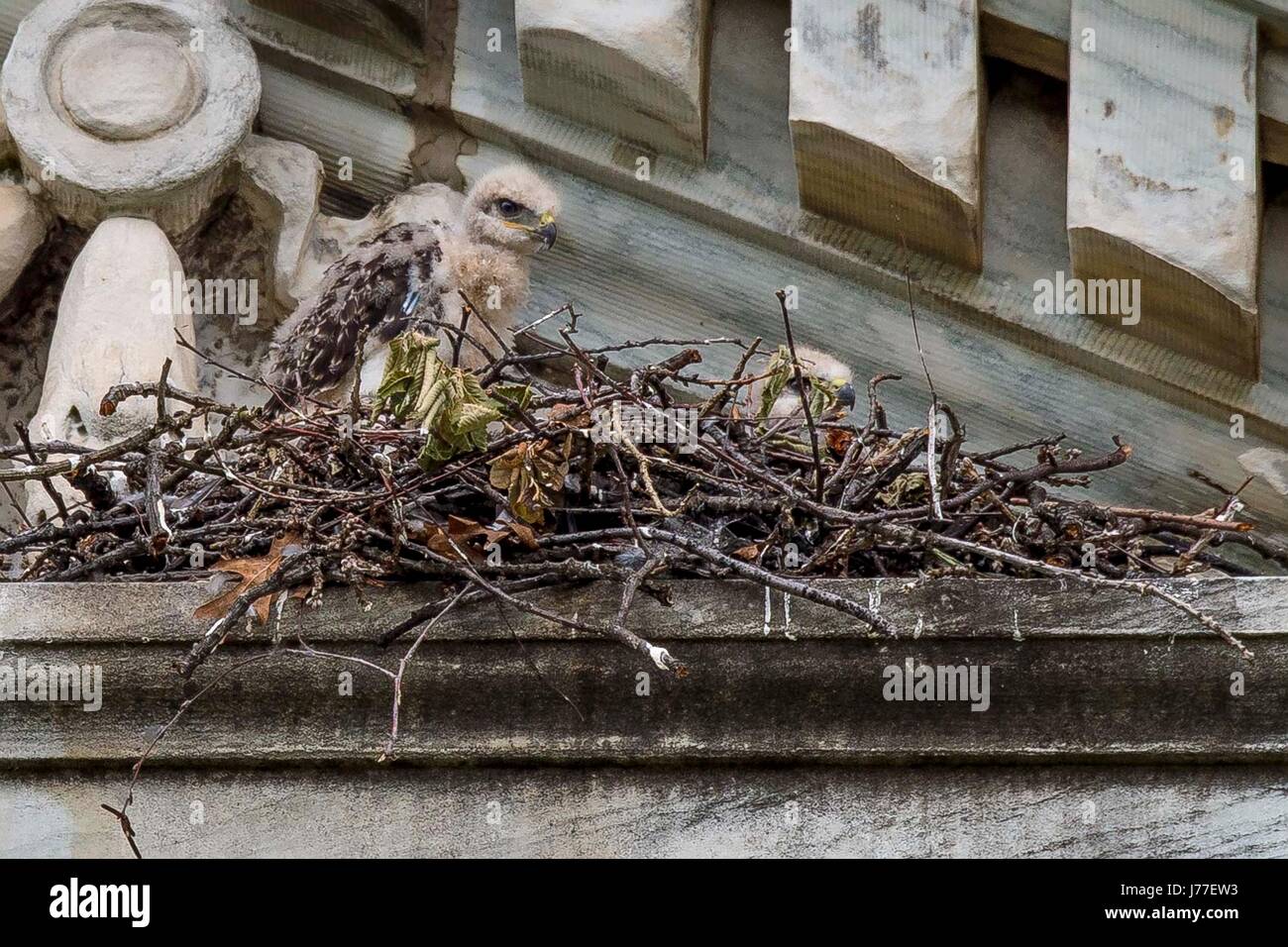 Red-tailed hawk hatchlings in their nest atop the U.S. Department of ...