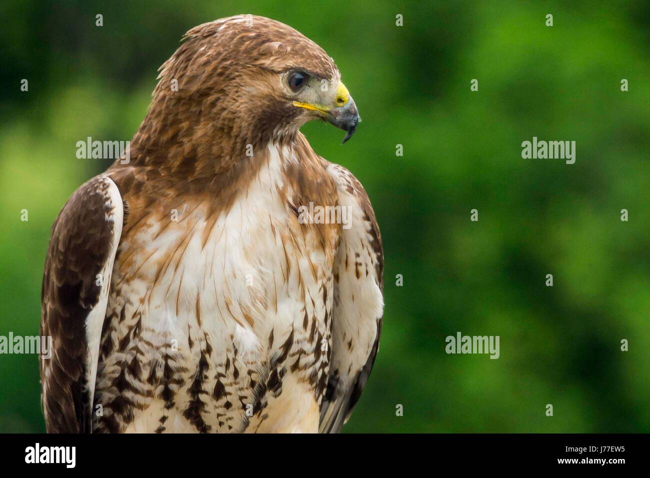 A red-tailed hawk sits near its nest atop the U.S. Department of ...