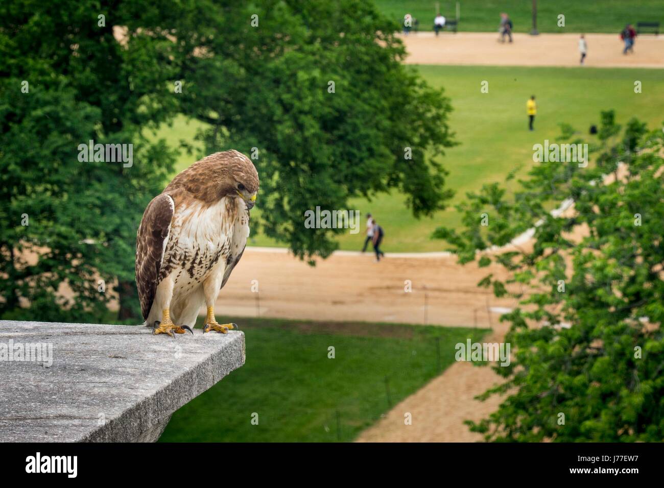A red-tailed hawk sits near its nest atop the U.S. Department of ...