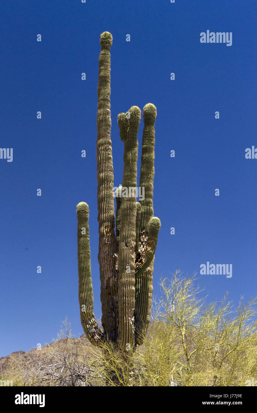 Arizona, USA. 23rd May, 2017. U.S - May 23, 2017 -, U.S. - A cactus can ...