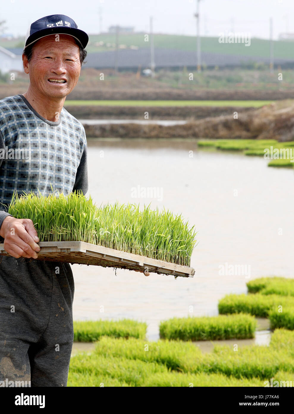 Preparation for rice planting A farmer holds up rice seedlings at a ...