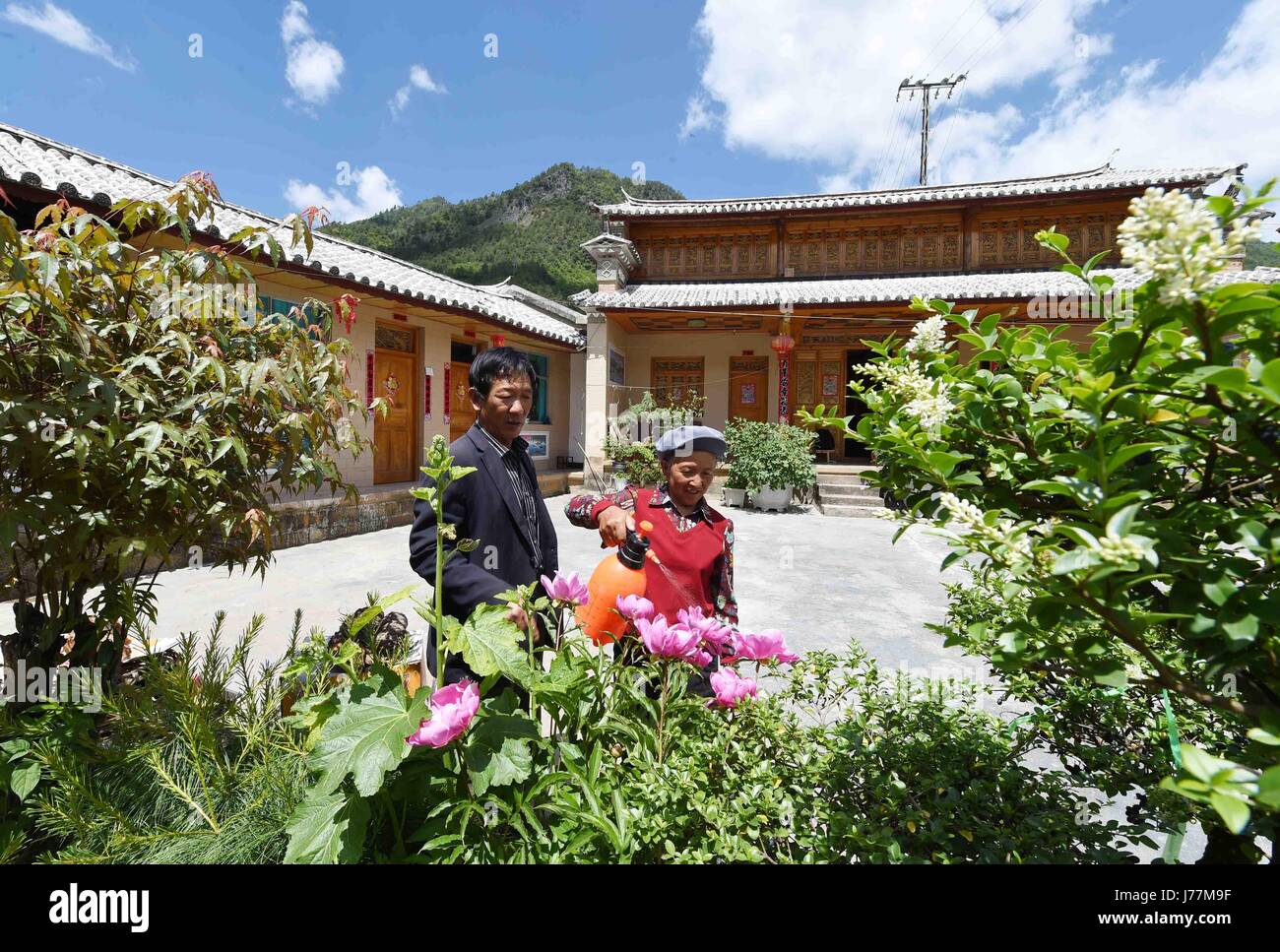 (170524) -- LANPING, May 24, 2017 (Xinhua) -- Villager Yang Jinwang and ...