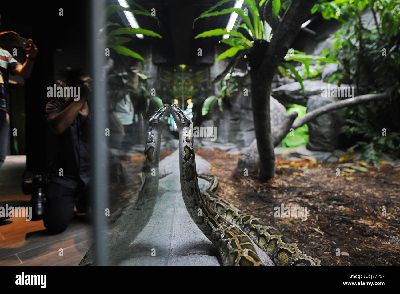 (170524) -- SINGAPORE, May 24, 2017 (Xinhua) -- A reticulated python is ...