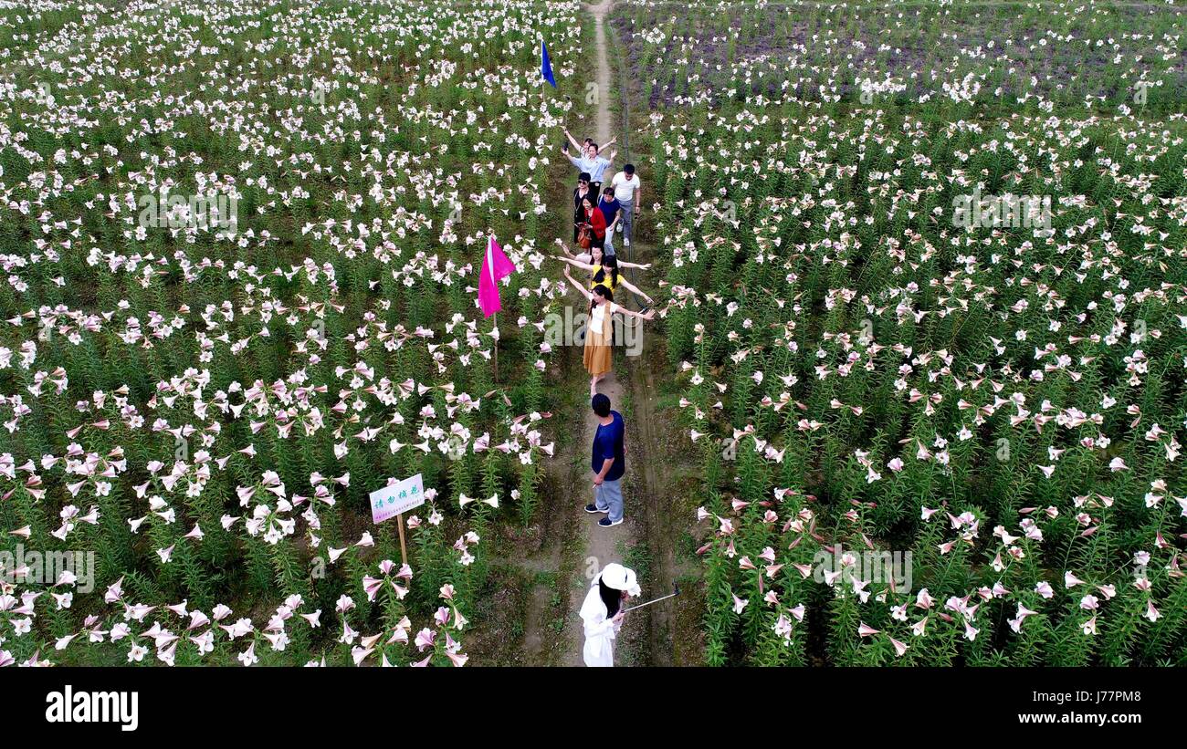 (170524) -- WANZAI, May 24, 2017 (Xinhua) -- Tourists visit a lily ...