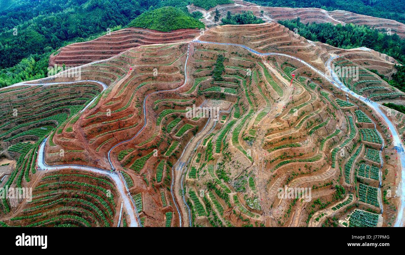 (170524) -- WANZAI, May 24, 2017 (Xinhua) -- Aerial photo shows a lily ...