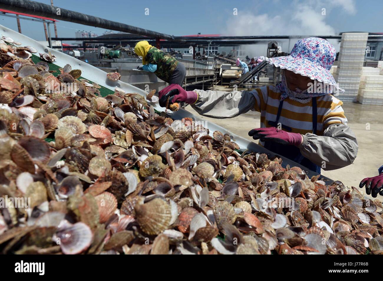 Scallop Harvest High Resolution Stock Photography and Images - Alamy