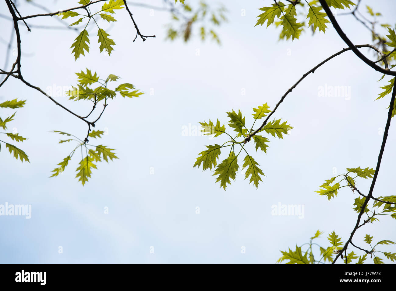 Quercus rubra. Red Oak tree leaves in spring pattern. UK Stock Photo ...