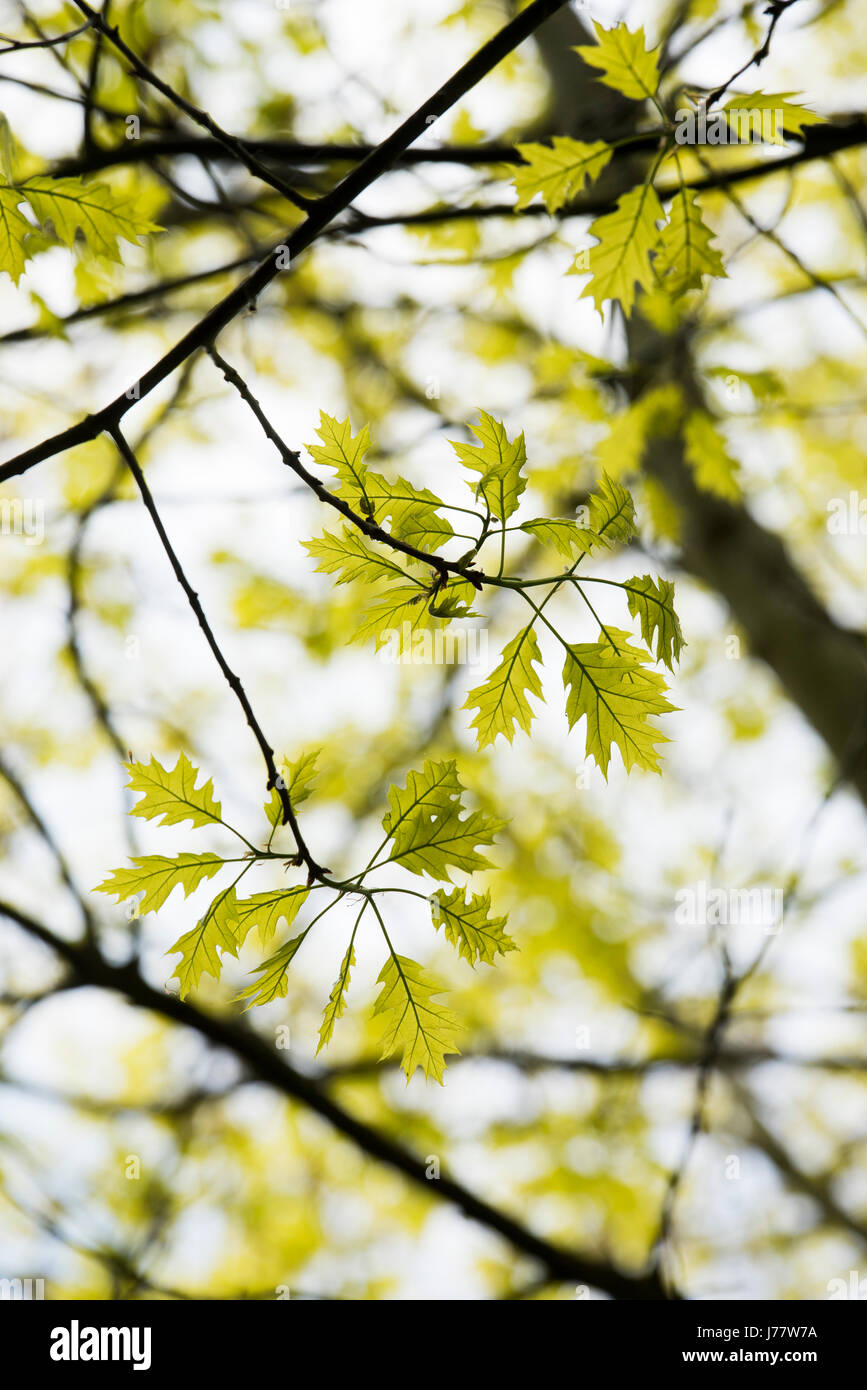 Quercus rubra. Red Oak tree leaves in spring pattern. UK Stock Photo ...