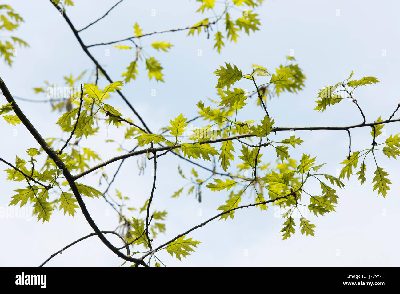 Oak leaves pattern hi-res stock photography and images - Alamy