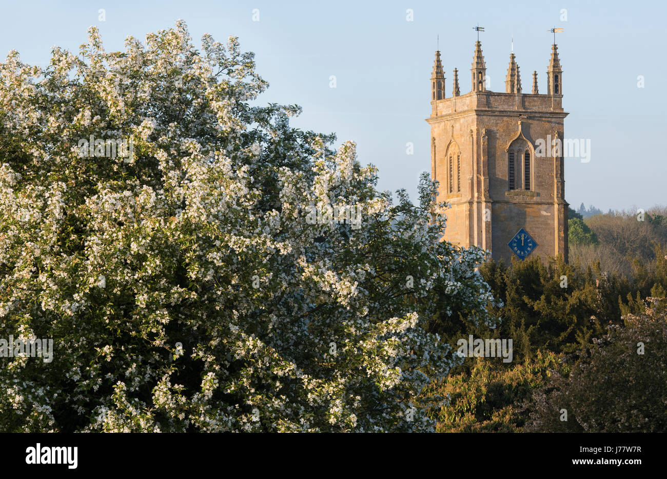 Spring tree blossom in morning light and blockley church. Blockley ...