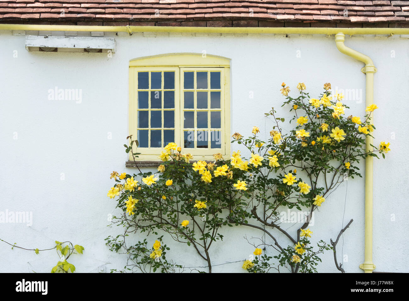 Yellow window frames hi-res stock photography and images - Alamy
