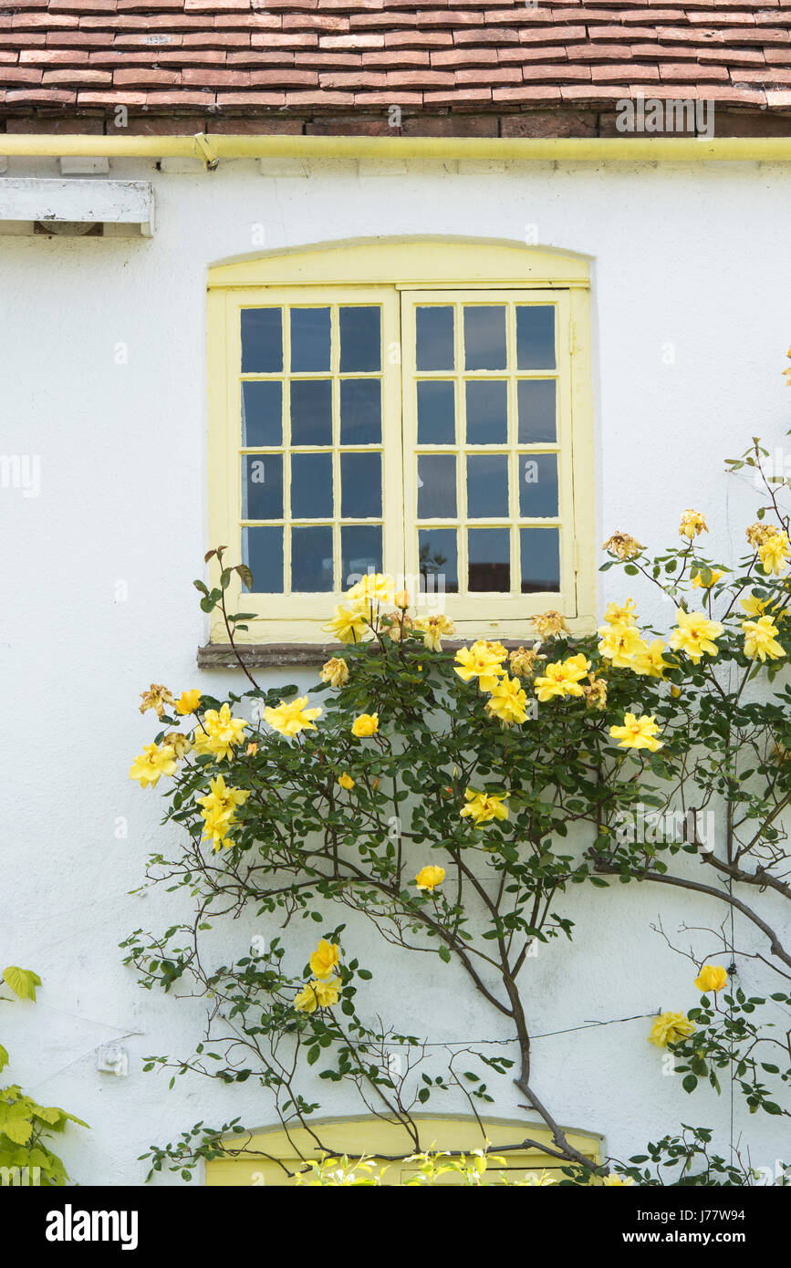 Yellow window frames hi-res stock photography and images - Alamy
