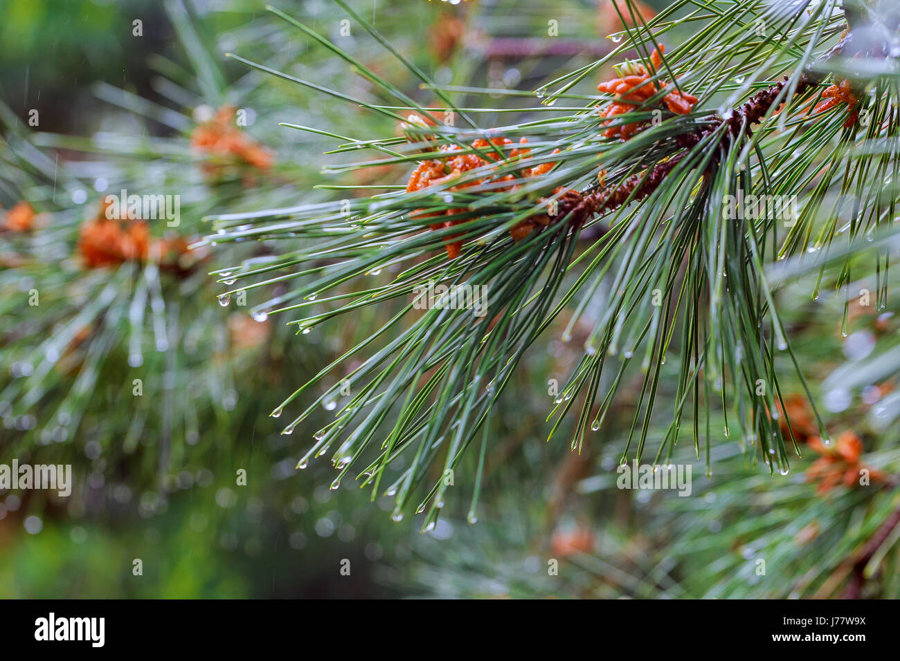 Droplets of rain on the fir-tree needles pine branch with drops of ...