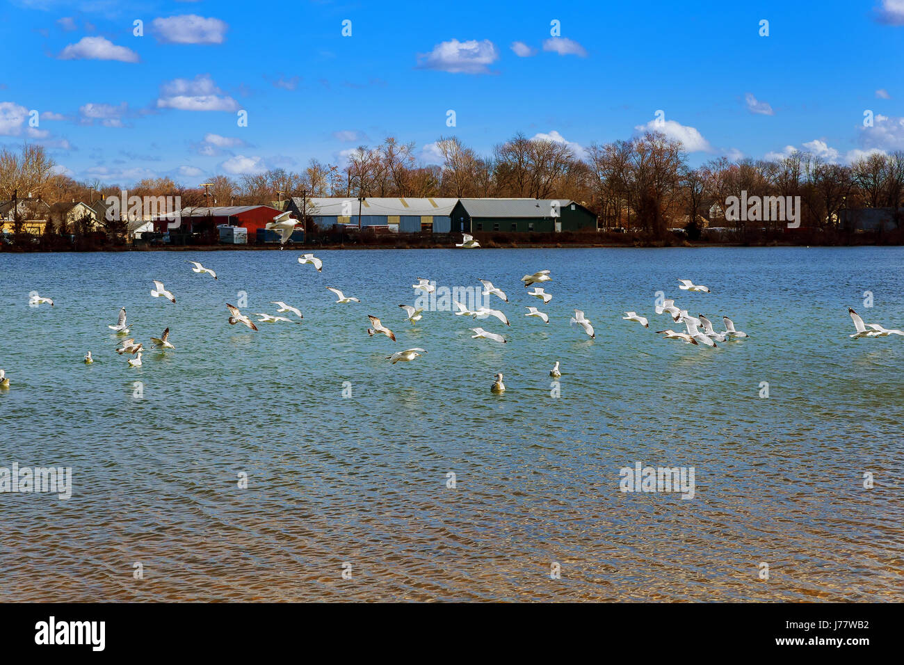 Seagulls flying over lake seagulls flying over the lake Stock Photo - Alamy