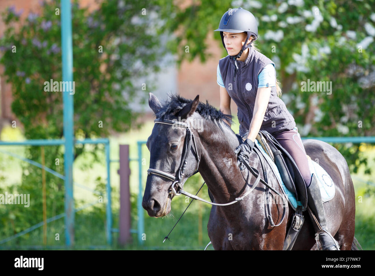 Young rider girl on horse at dressage competition. Equestrian sport ...