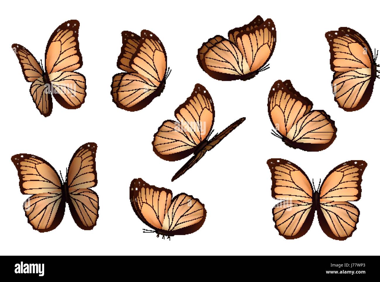 Set colorful isolated butterflies. View Insects Lepidoptera Morpho ...