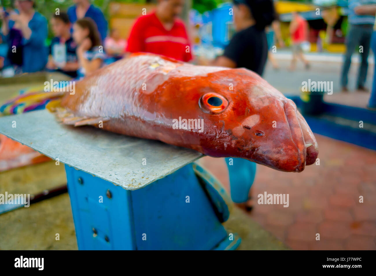 Exoticfish hi-res stock photography and images - Alamy