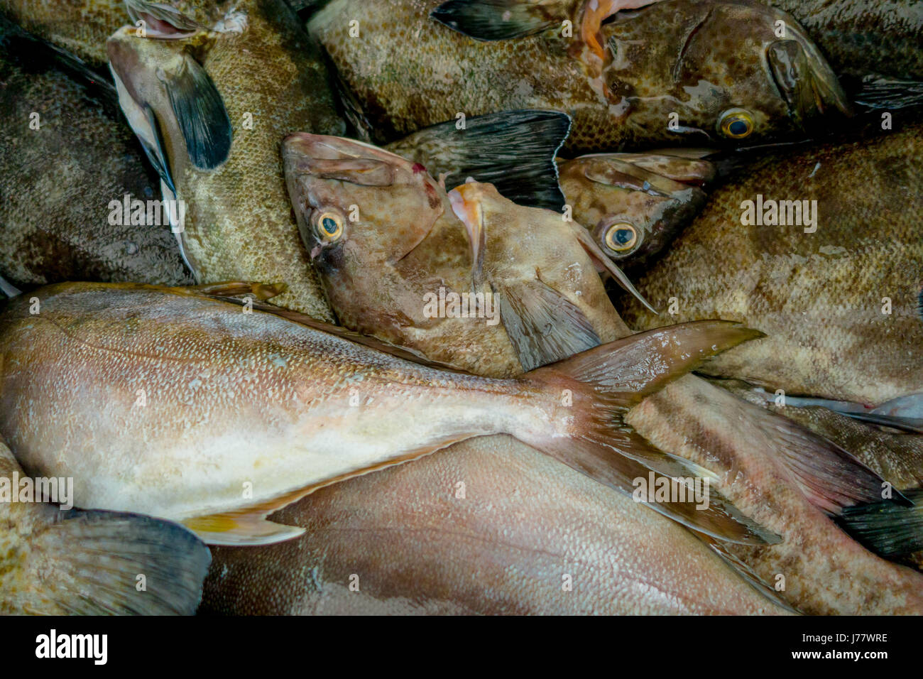 Fresh gray fish at the fish market Stock Photo - Alamy
