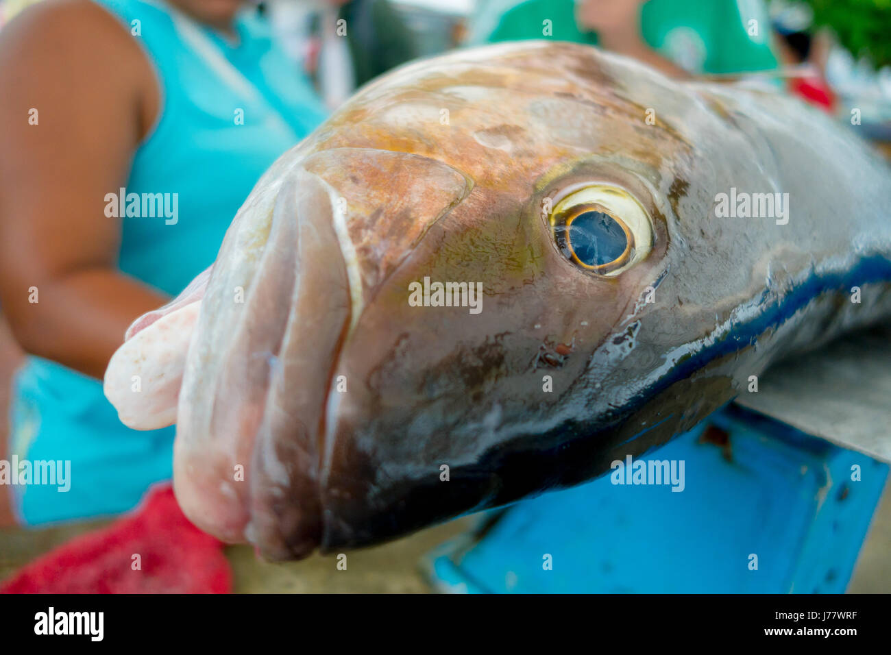 Exoticfish hi-res stock photography and images - Alamy