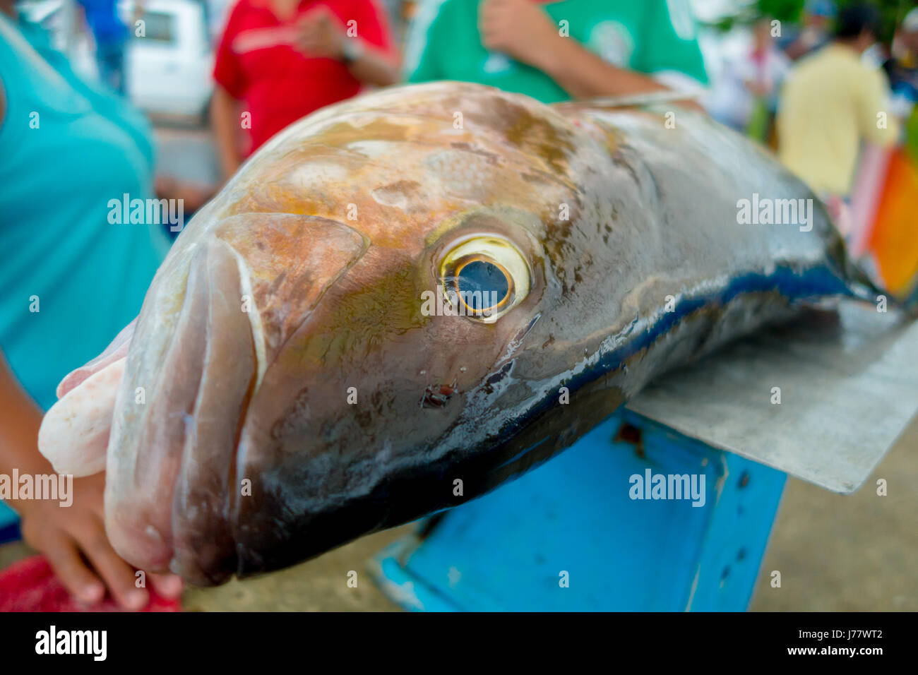 Fresh gray fish at the fish market Stock Photo - Alamy
