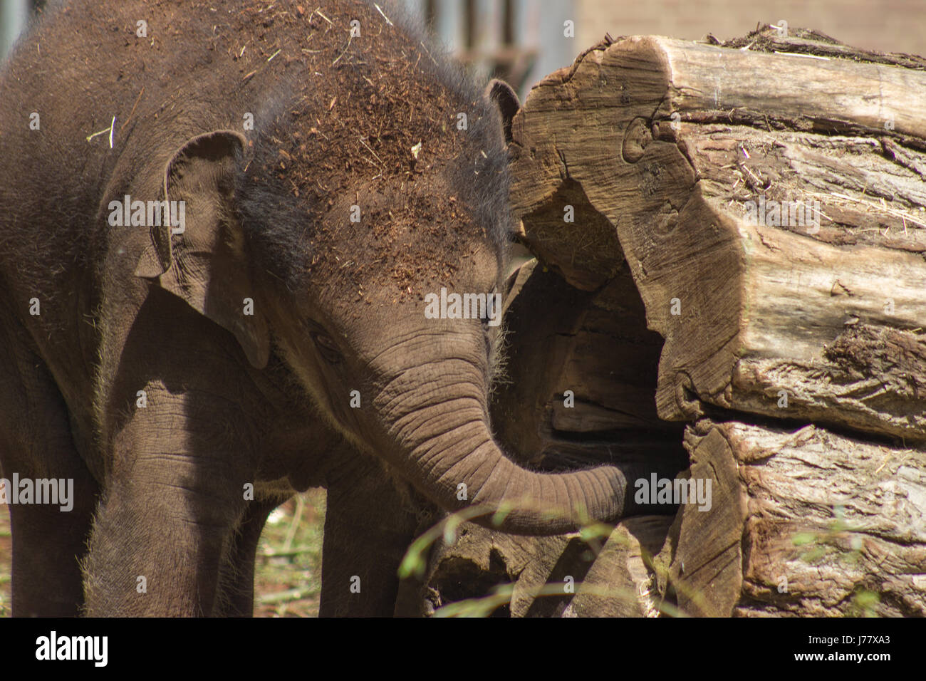 Trapped baby elephant hi-res stock photography and images - Alamy