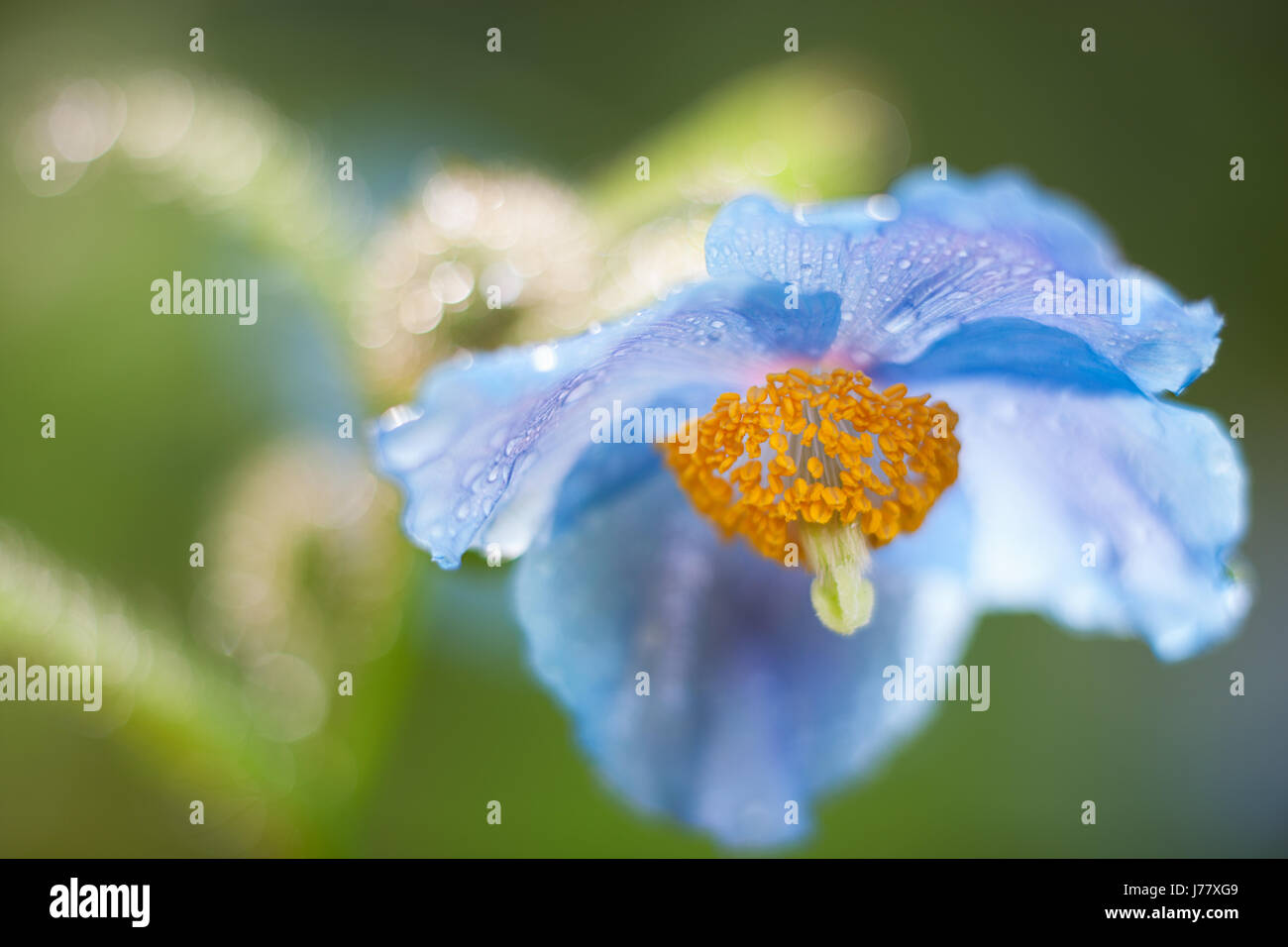 Close-up of a blue poppy at Butchart Gardens, Victoria, B.C Stock Photo ...