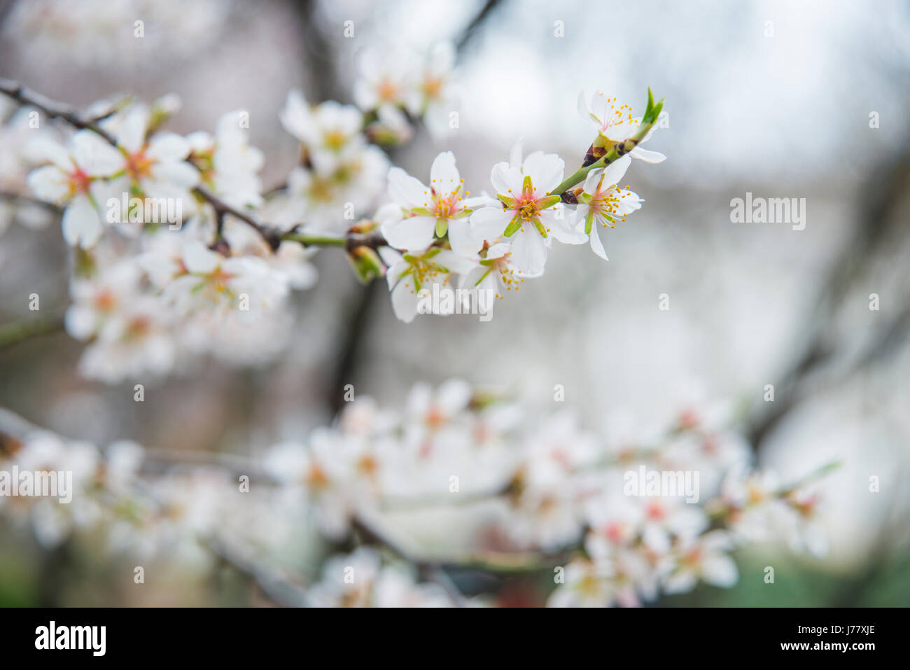 Branches of flowered almond tree. Close view Stock Photo - Alamy