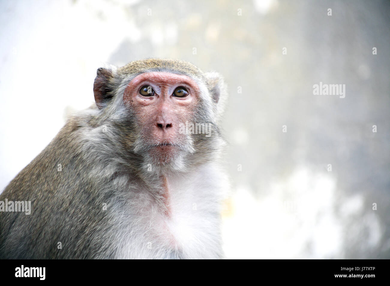 Closeup portrait of alone dreamy monkey on gray background Stock Photo ...