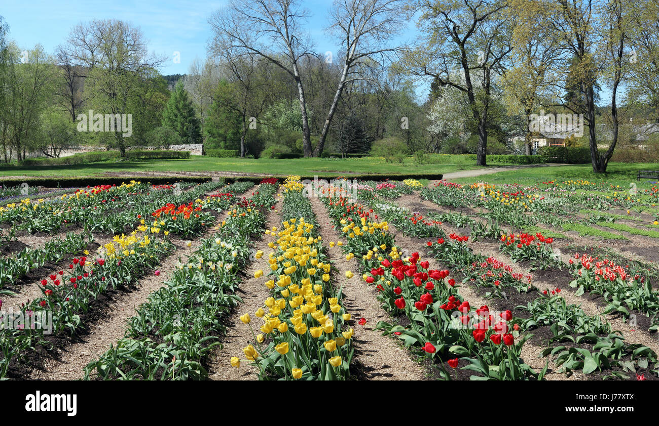 Spring blossoming fine tulips beds near the abandoned destroyed village ...