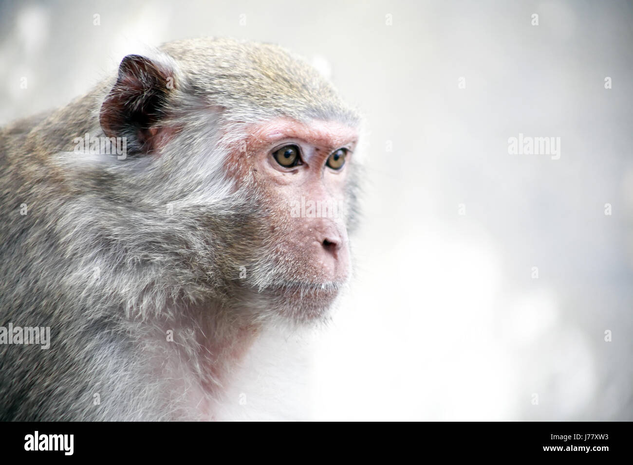 Closeup portrait of alone dreamy monkey on gray background Stock Photo ...