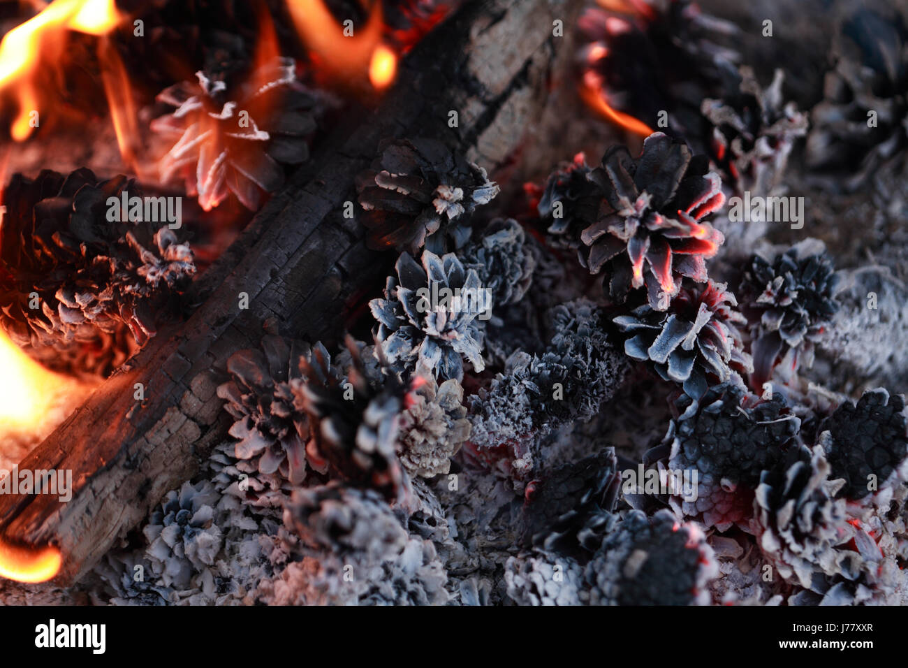 Closeup background of campfire with burning cones Stock Photo - Alamy